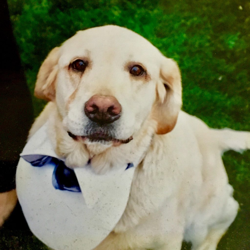our thor dog - garden urn stones